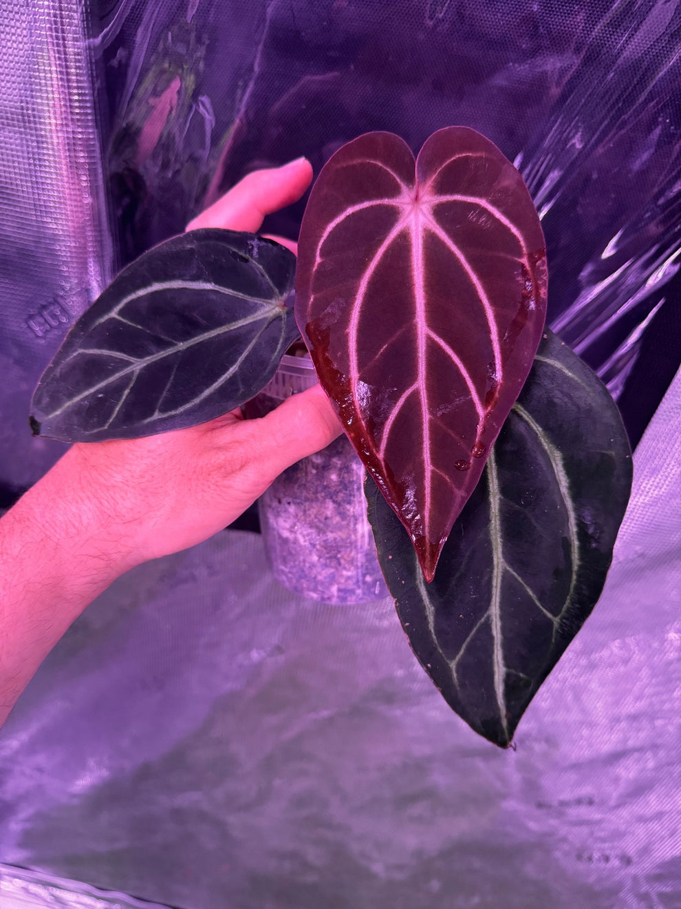 Carla round motherplant prop – Granthuriums